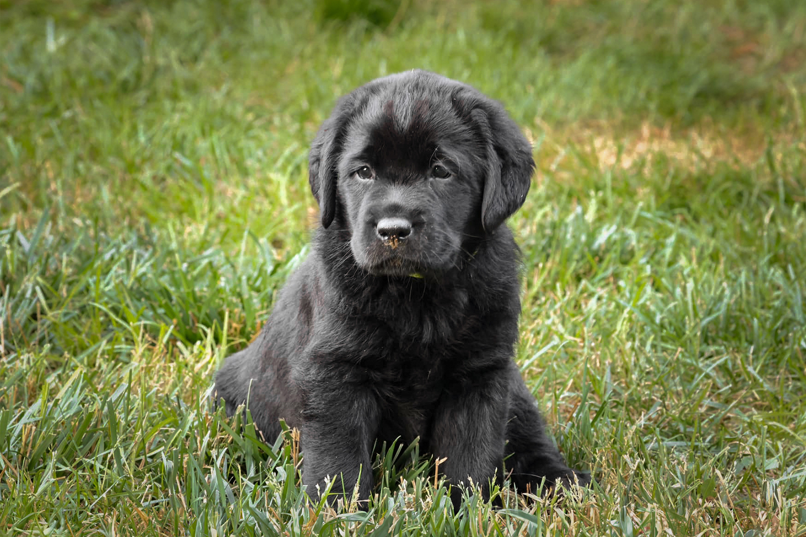 AK Labradors | Breeder of Quality Labradors in Maryland – AK Labradors
